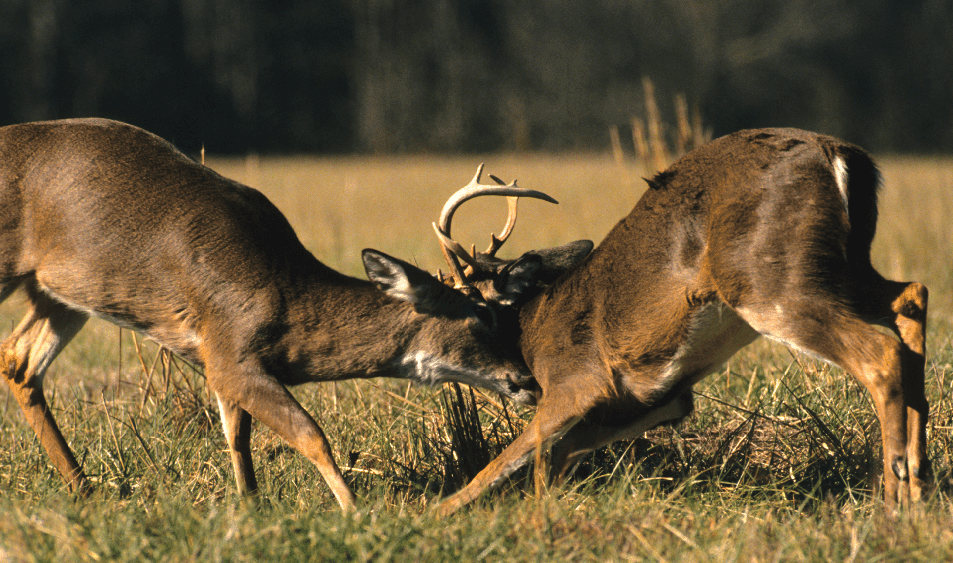 Video Surveillance Solutions for Wildlife, Game & Hunting Leases